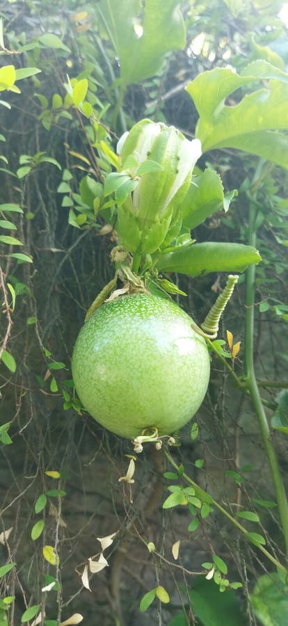 Passion Fruit Still Green Not Ripe Stock Photos - Free & Royalty-Free ...