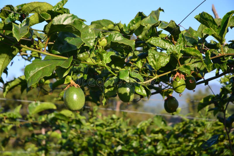 Passion Fruit Tree stock image. Image of calabash, fruit - 66172431