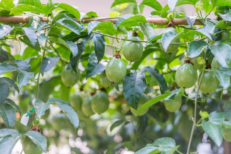 2,084 Passion Fruit Tree Photos - Free & Royalty-Free Stock Photos from ...