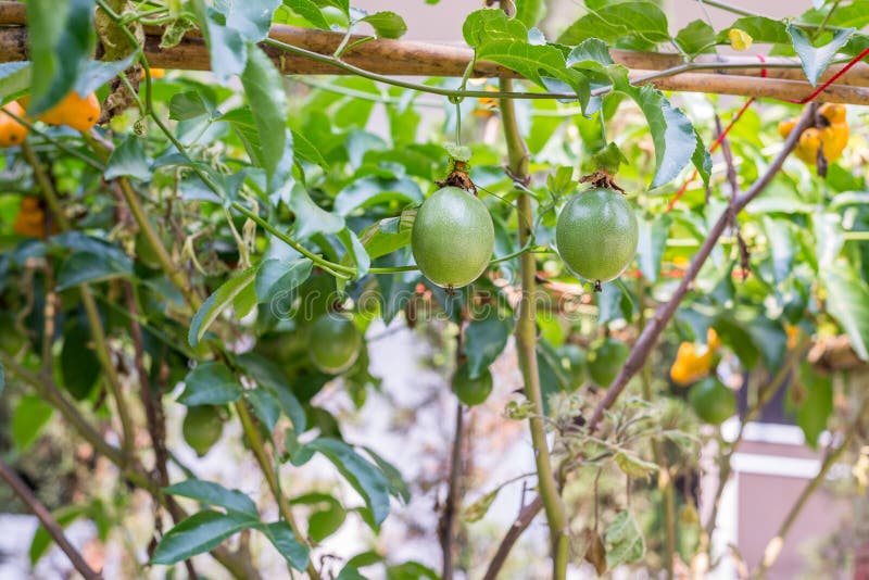 2,084 Passion Fruit Tree Photos - Free & Royalty-Free Stock Photos from ...