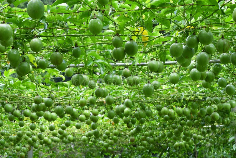 Passion Fruit on the Tree in Passion Fruit Farm. Stock Photo - Image of ...