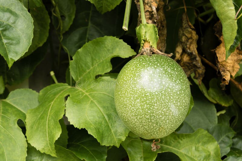 2,084 Passion Fruit Tree Photos - Free & Royalty-Free Stock Photos from ...
