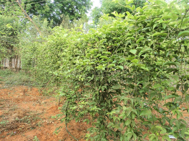 Passion fruit tree stock photo. Image of isolated, green - 36167452