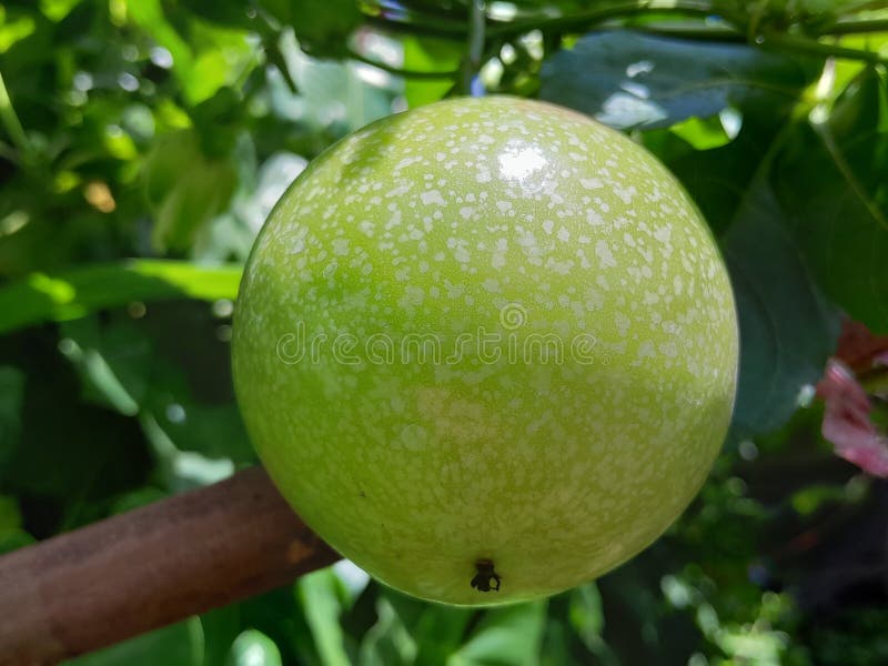 Passion Fruit from Tropical Island Stock Photo - Image of natural ...