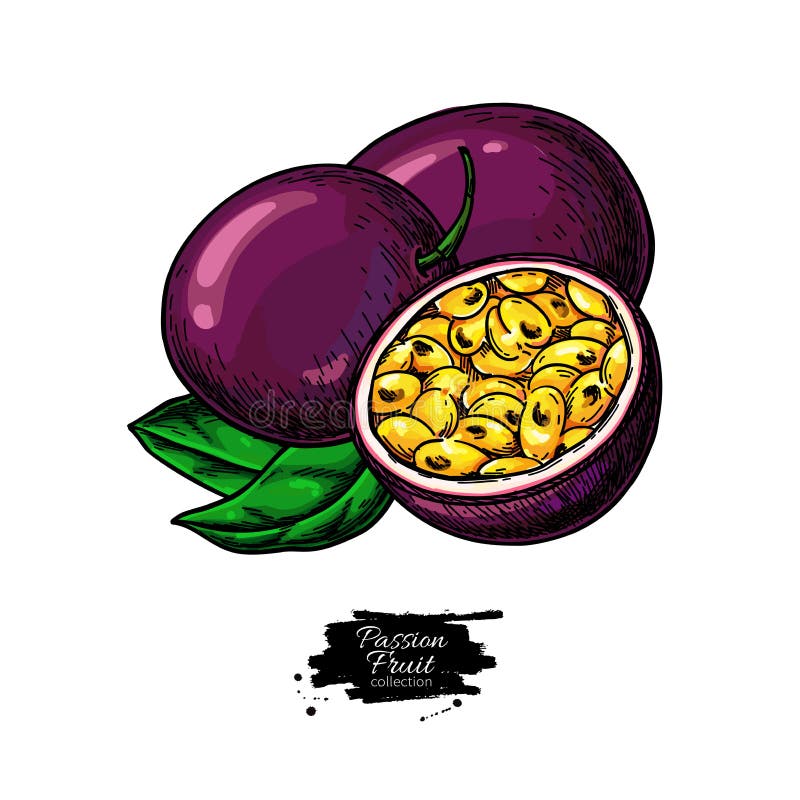 Passion Fruit Vector Drawing Set Hand Drawn Tropical Food Illustration