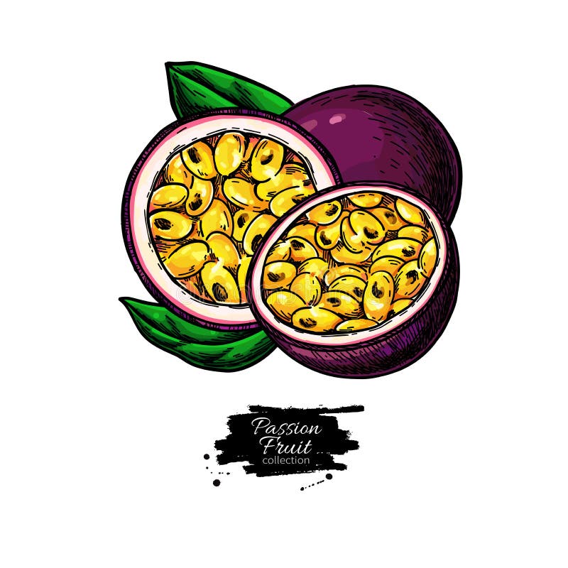 Passion Fruit Vector Drawing Set Hand Drawn Tropical Food Illustration