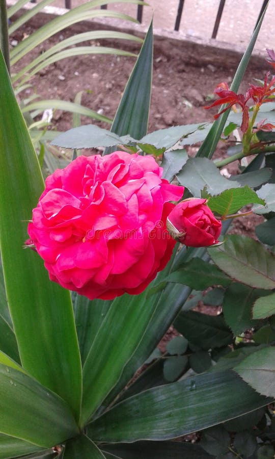Passion red rose stock photo. Image of passion, colombia - 160845640