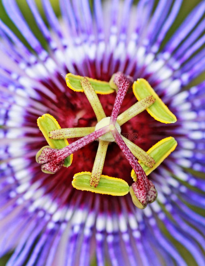 Stamen stock photo. Image of blooming, pink, botany, botanical - 14463966