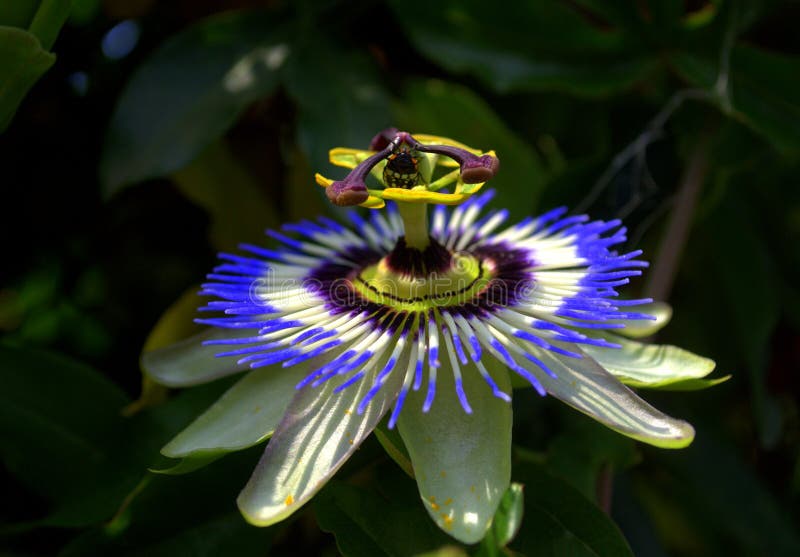 Passionflower stock photo. Image of passiflora, vivid - 42629662