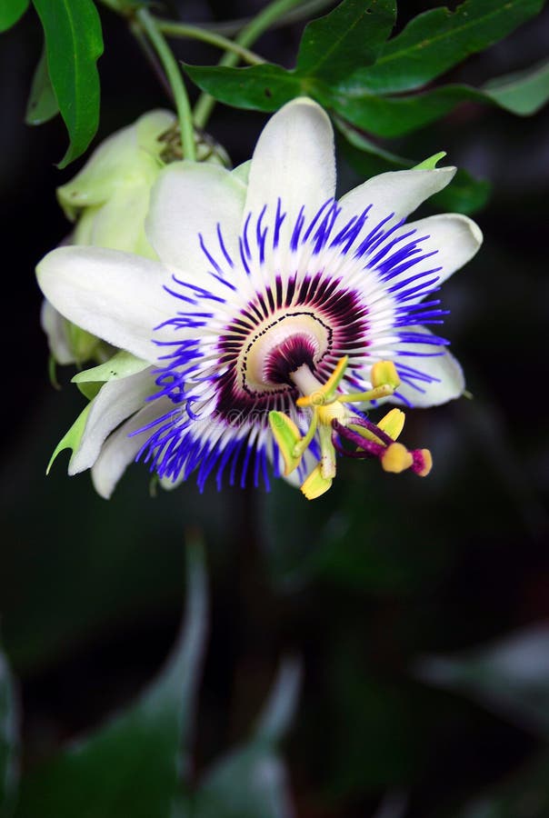 Passionflower close-up stock image. Image of summertime - 31629459