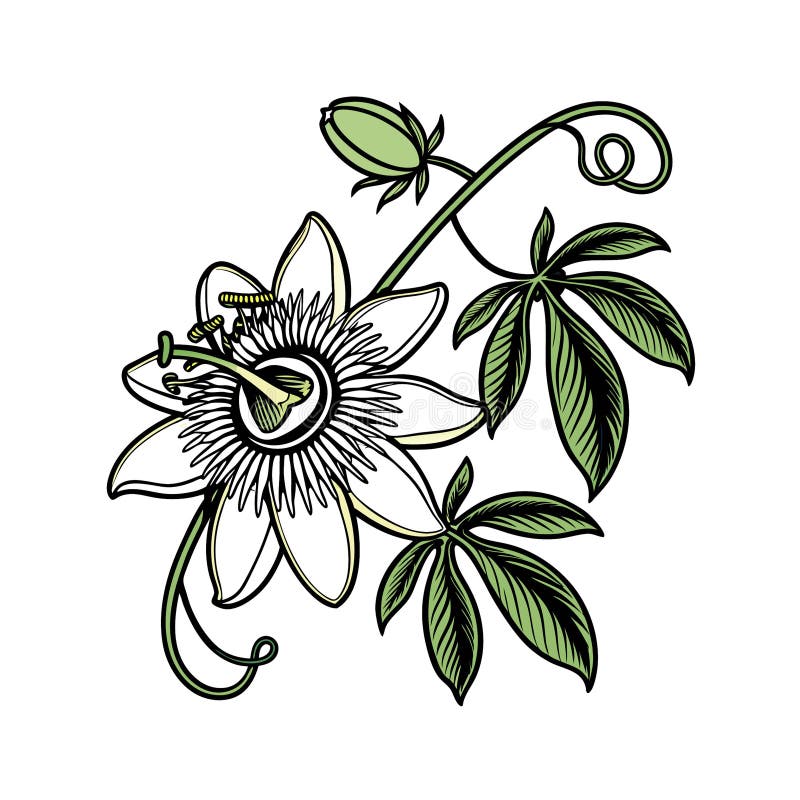 Passionflower Illustration with Bold Outline Stock Illustration ...