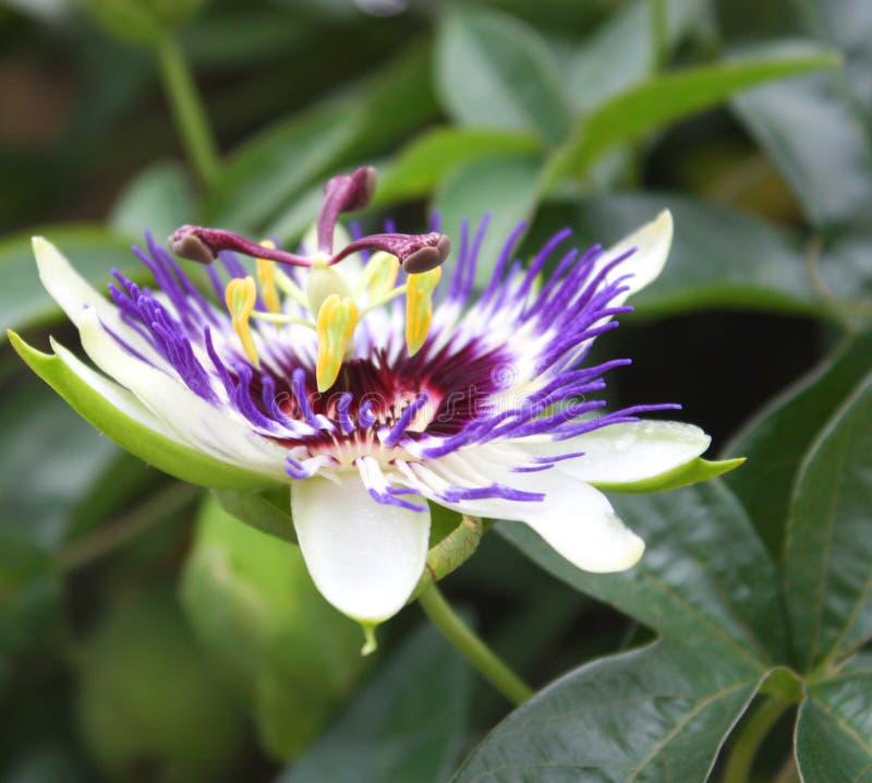Passionflower stock photo. Image of closeup, color, effloresce - 45778520