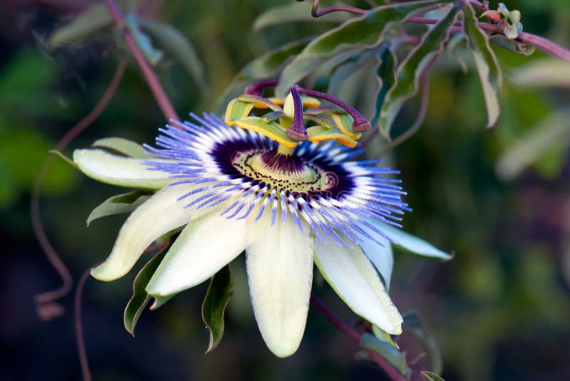 Passionfruit Flower (Passiflora Edulis) Stock Image - Image of leaves ...