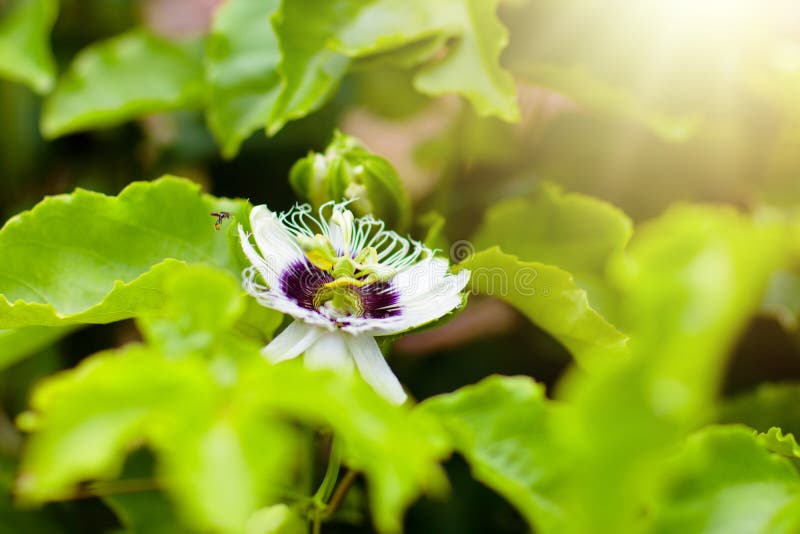 Passionfruit flower stock photo. Image of healthy, leaves - 256457128