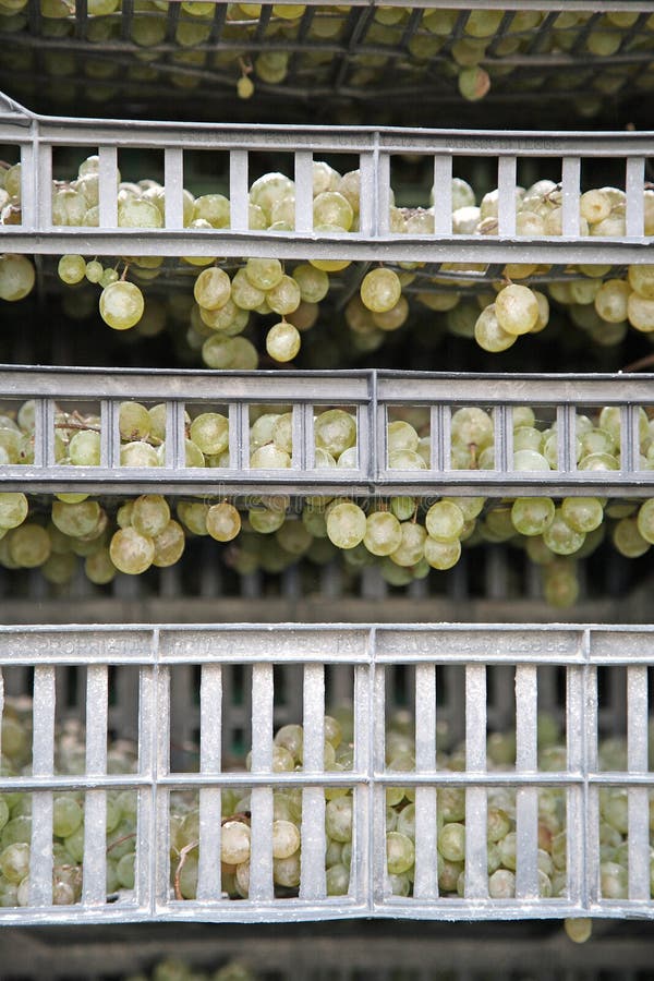 Passito wine - Falanghina stock image. Image of wine - 60771315