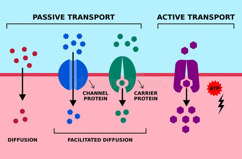 Passive and Active Cell Membrane Transport. Diffusion, Facilitated ...