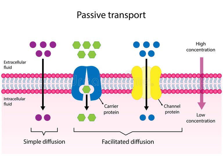 Passive Transport. Simple Diffusion and Facilitated Diffusion through a ...