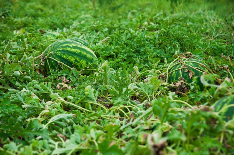Pastèque sur le champ image stock. Image du lame, ferme - 87876149