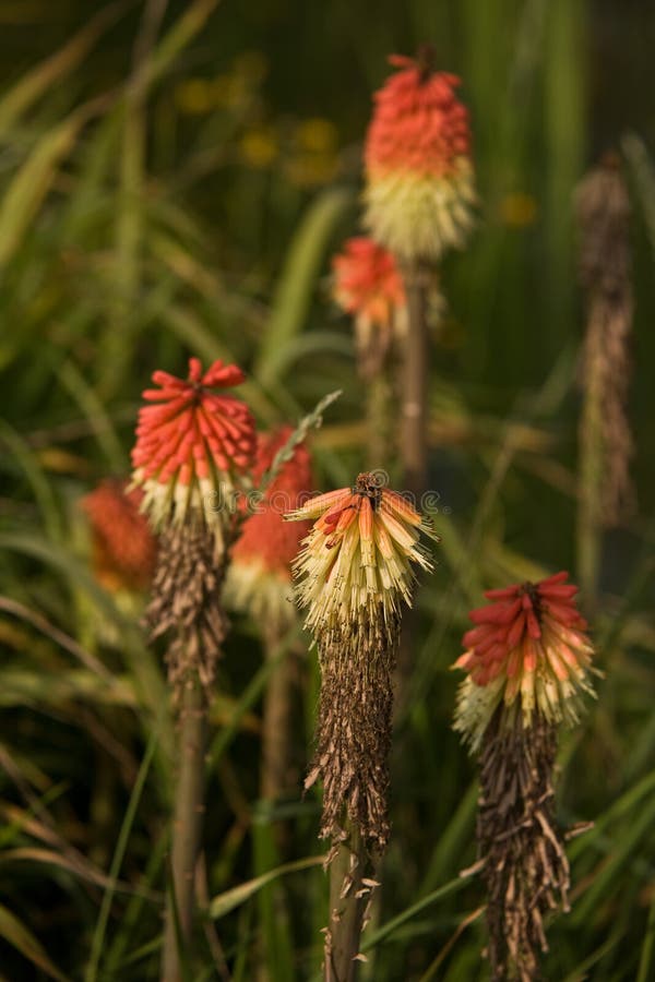 Past blossoming flowers stock photo. Image of blossoming - 10932900