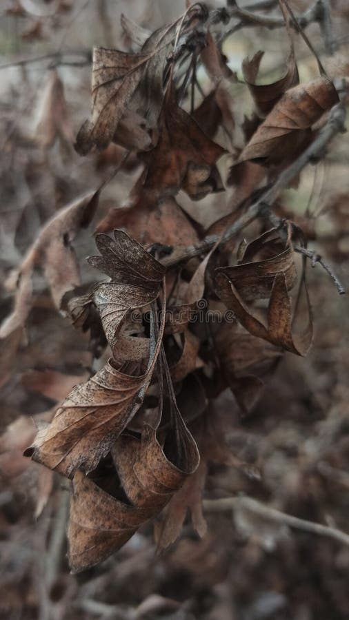 Past year leaves stock photo. Image of invertebrate - 245674176