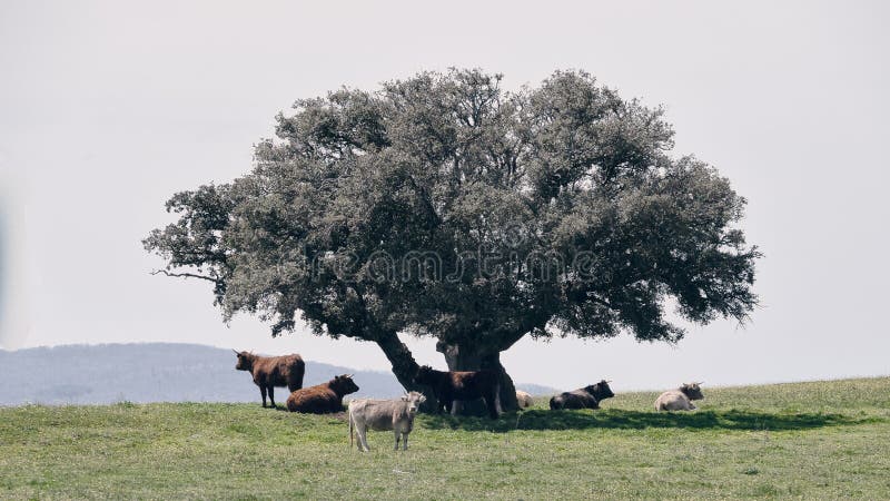 Pastando Del Rumiando De Vacas Foto de archivo - Imagen de prado ...