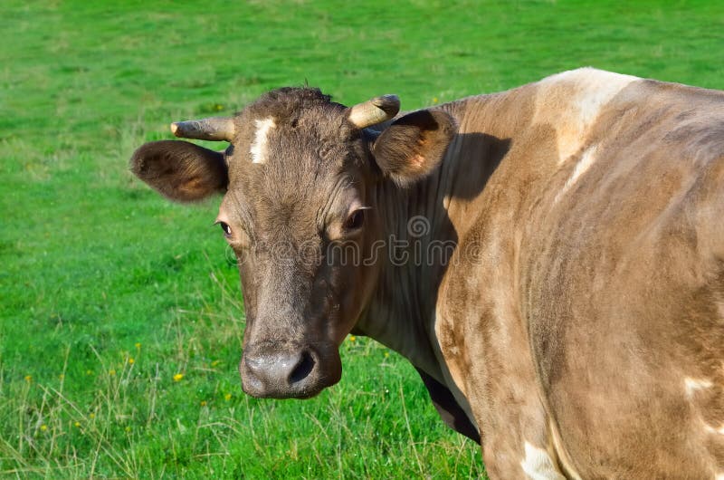Pastando ganado i imagen de archivo. Imagen de herbivoro - 57281269