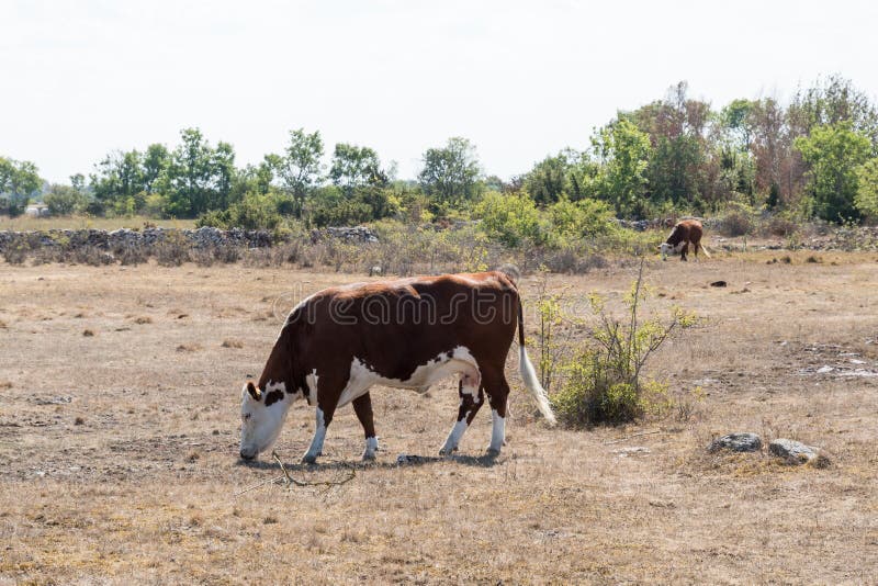 Pastando O Gado Em Uma Pastagem Secada Foto de Stock - Imagem de vaca ...