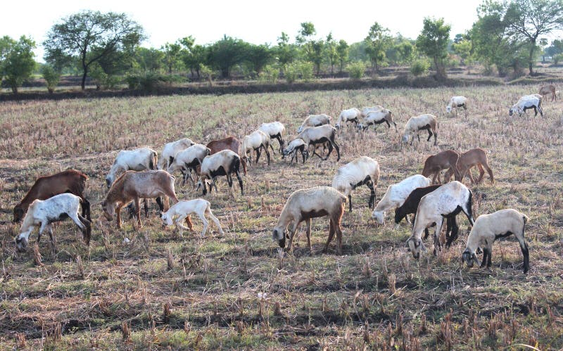 Pastando O Rebanho Das Cabras E Dos Carneiros Foto de Stock - Imagem de ...