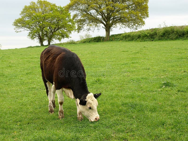 Pastando a vaca imagem de stock. Imagem de rural, vitela - 11539393