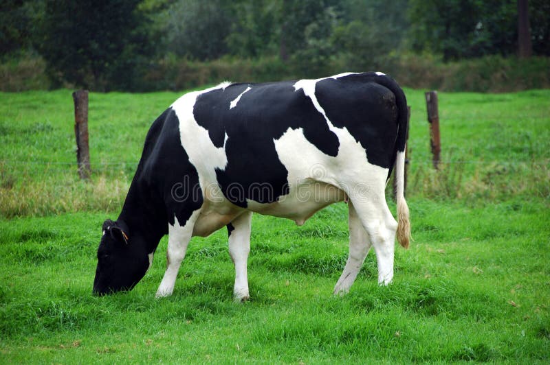 Pastando A Vaca Foto de Stock - Imagem: 1930570