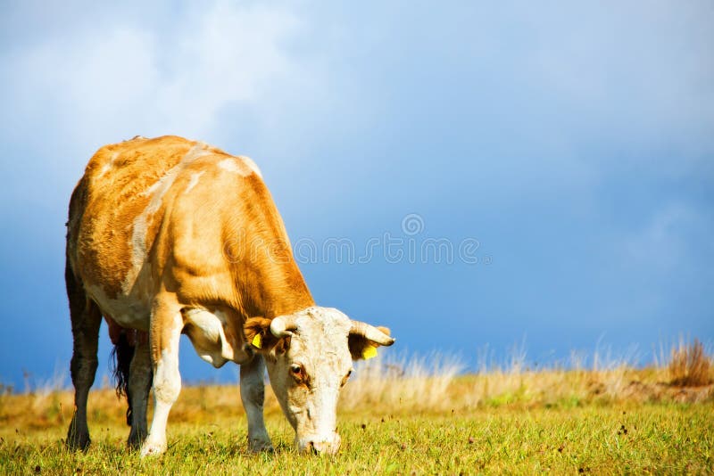 Pastando a vaca foto de stock. Imagem de agricultura - 22440448