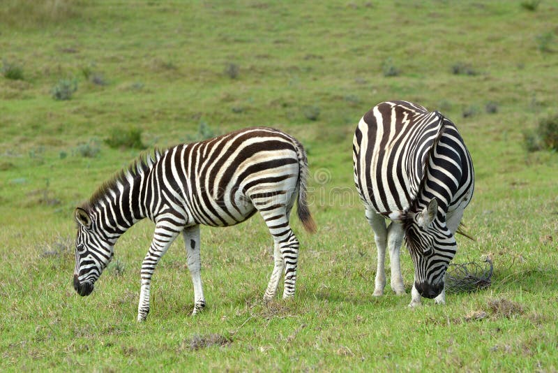 Potro Da Zebra Que Alimenta No Selvagem Foto de Stock - Imagem de cara ...