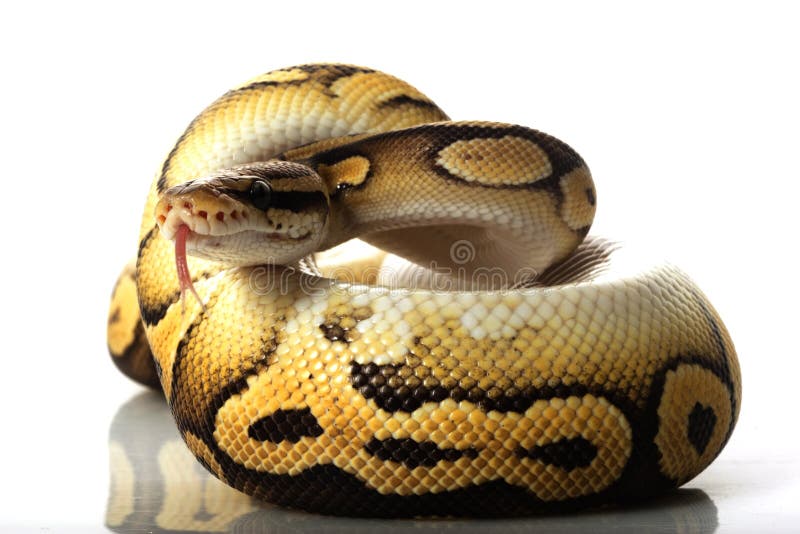 Ball python stock photo. Image of predator, snakes, albino - 12284584