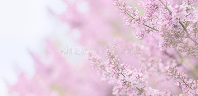 Pastel Background with Lilac. Delicate Spring Flowers Stock Image ...