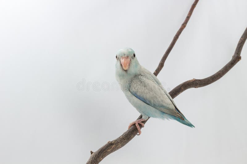 Pastel Blue Forpus Bird stock image. Image of parakeet - 72279153