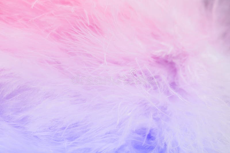 Pastel Color of Bird Feathers in Soft and Blur Style, Fluffy Feather ...