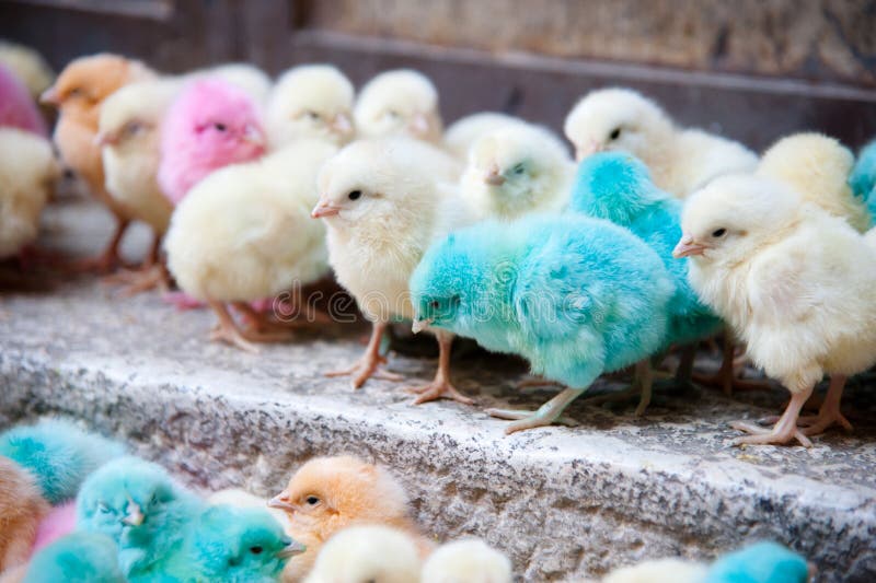 Pastel-colored baby chicks stock photo. Image of baby - 24318592