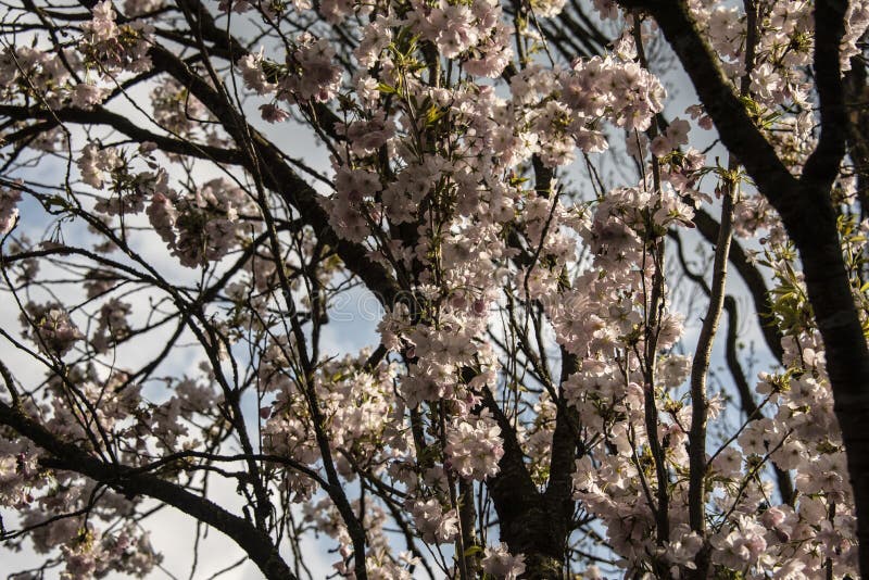 The Pastel Colored Blossoms of a Cherry Tree Stock Photo - Image of ...