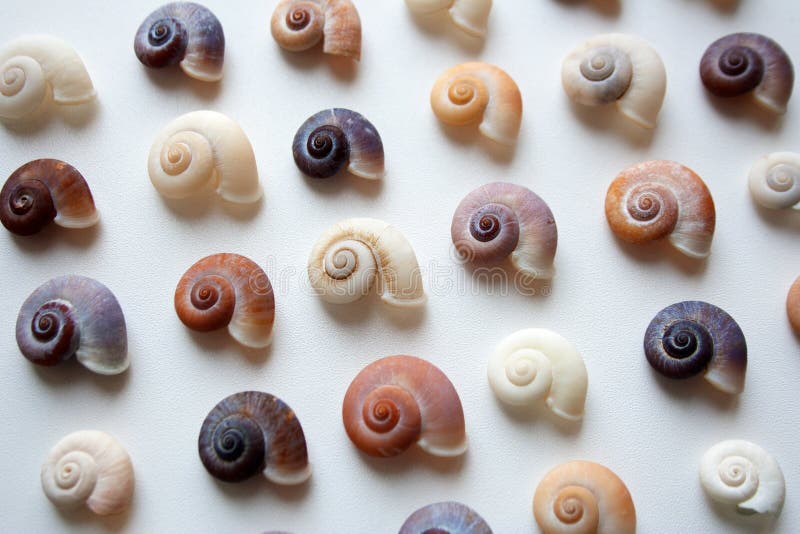 Seashells Pattern Empty Frame on White Background Isolated Close Up ...