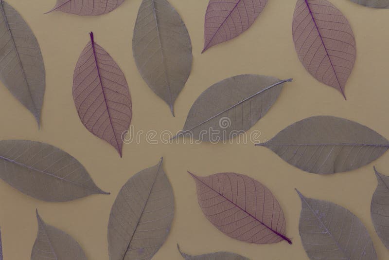 Pastel Colors Leaves Rustic Backgrounds , Copy Space, Greeting Card ...