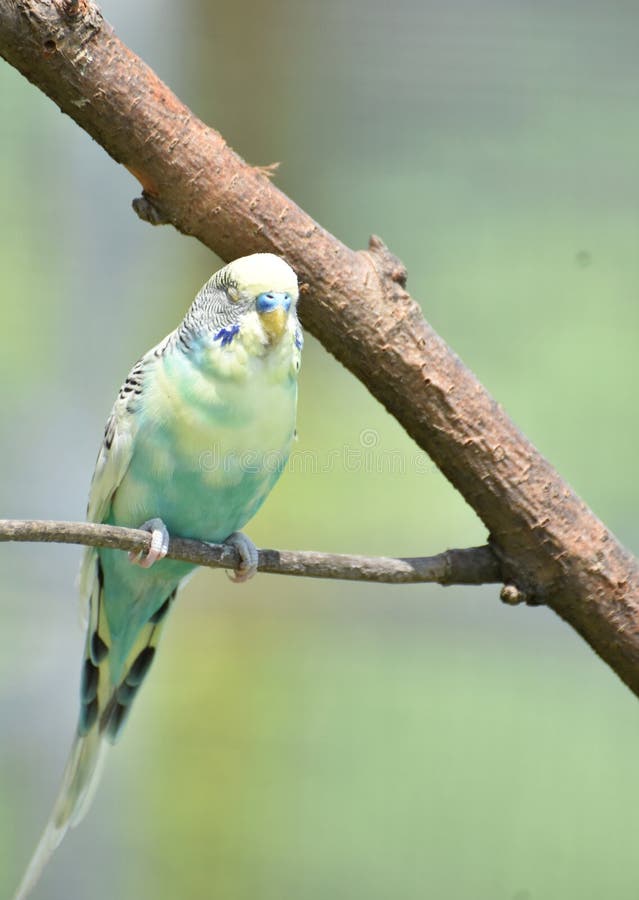 Pastel Common Parakeet Bird on a Tree Branch Stock Photo - Image of ...