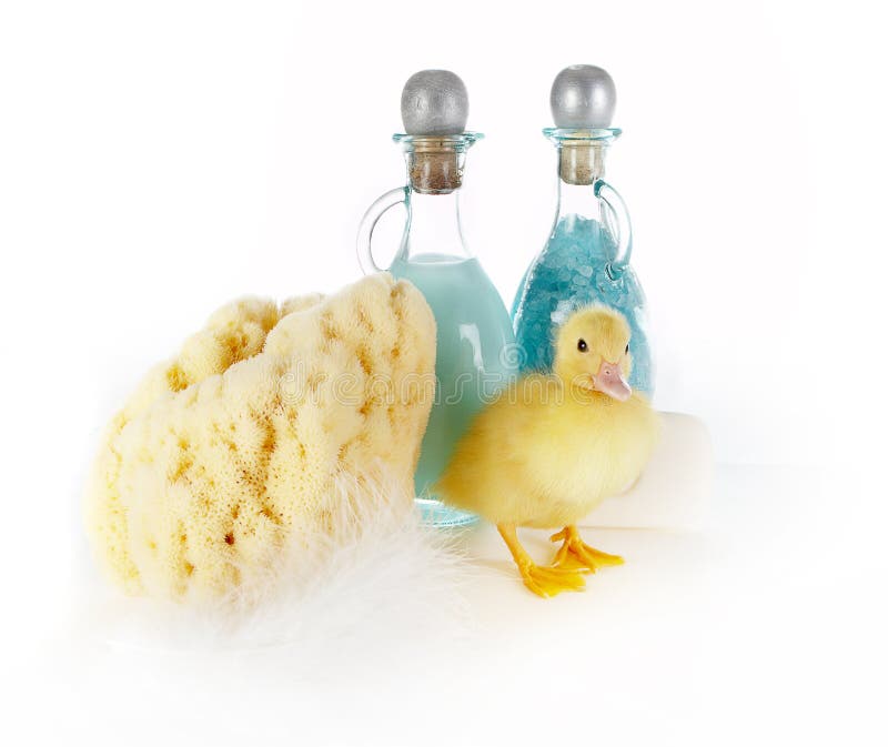 Pastel duckling stock image. Image of feathers, hatched - 4167187