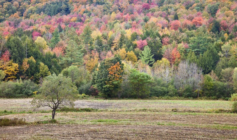 Pastel Fall Colors stock photo. Image of color, forest - 11189946