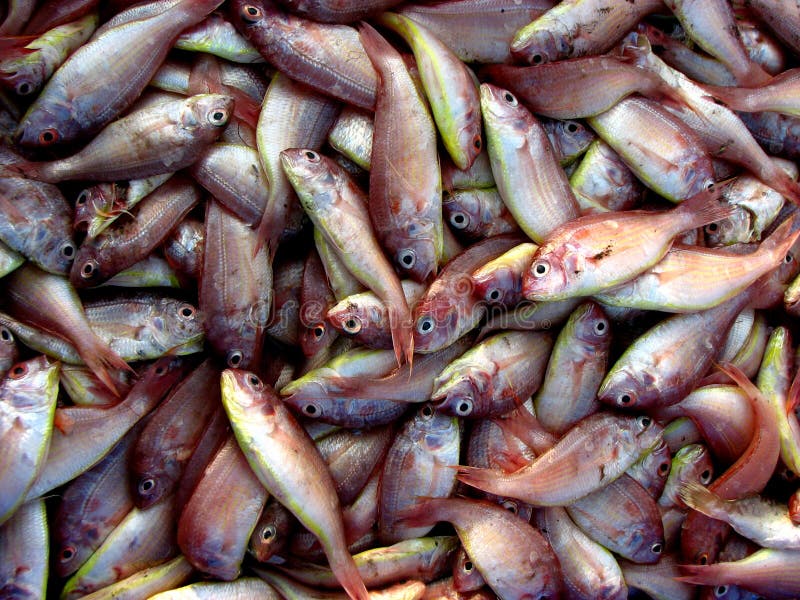 Pastel Fish stock photo. Image of specie, nonveg, death - 2230904