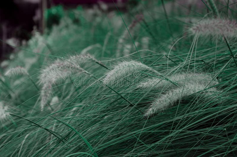 Pastel Grass stock photo. Image of springtime, countryside - 42942230