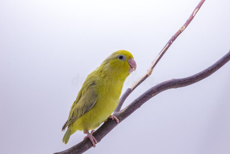Pastel Green Forpus Bird stock photo. Image of parrot - 87561878