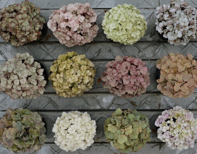 Pastel Hydrangea Flowers with Blooms that are Soft and Delicate Form a ...