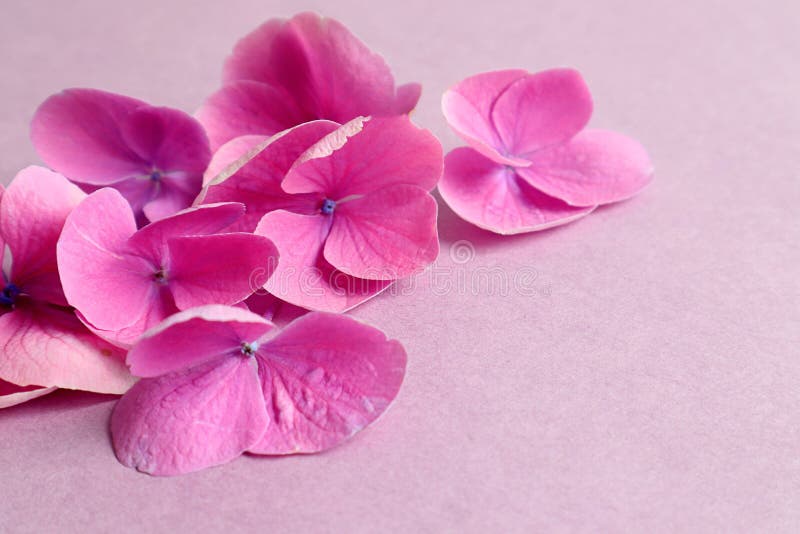 Pastel Hydrangea Flowers in the Corner of a Pastel Background, Space ...