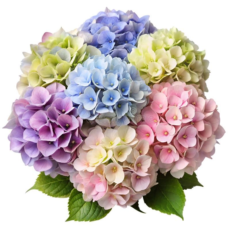 Pastel Hydrangea Mix stock illustration. Illustration of background ...
