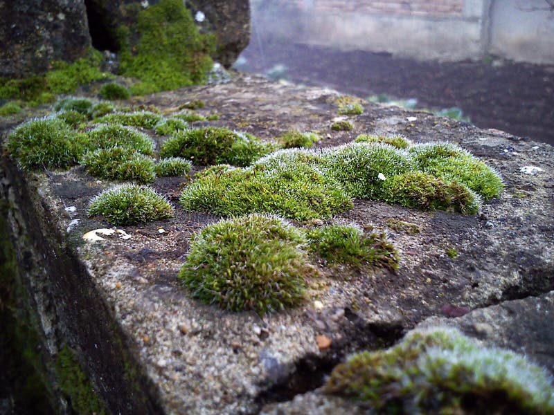 Pastel Multi-colored Stone Blocks with Moss between Them Outdoor on ...